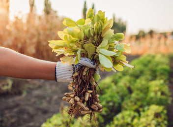 Our Story | Hampton Farms