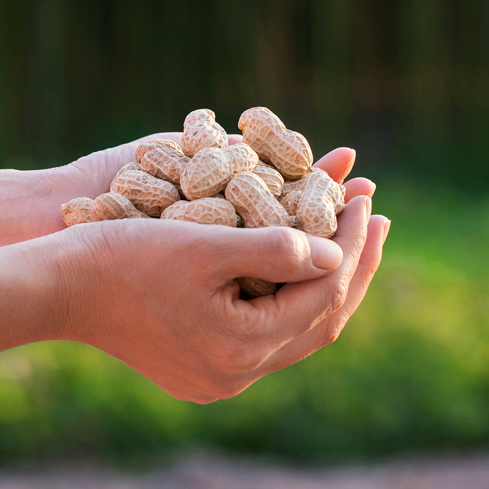 Raw In-Shell and Shelled Peanuts | Hampton Farms